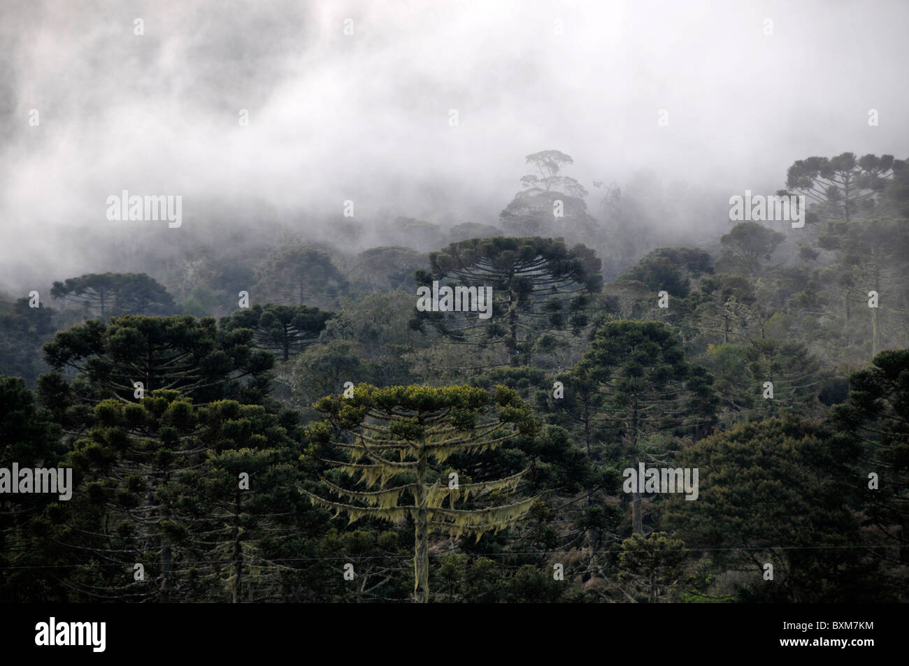 Forest of Parana pines or candelabra trees, Araucaria angustifolia, and ...