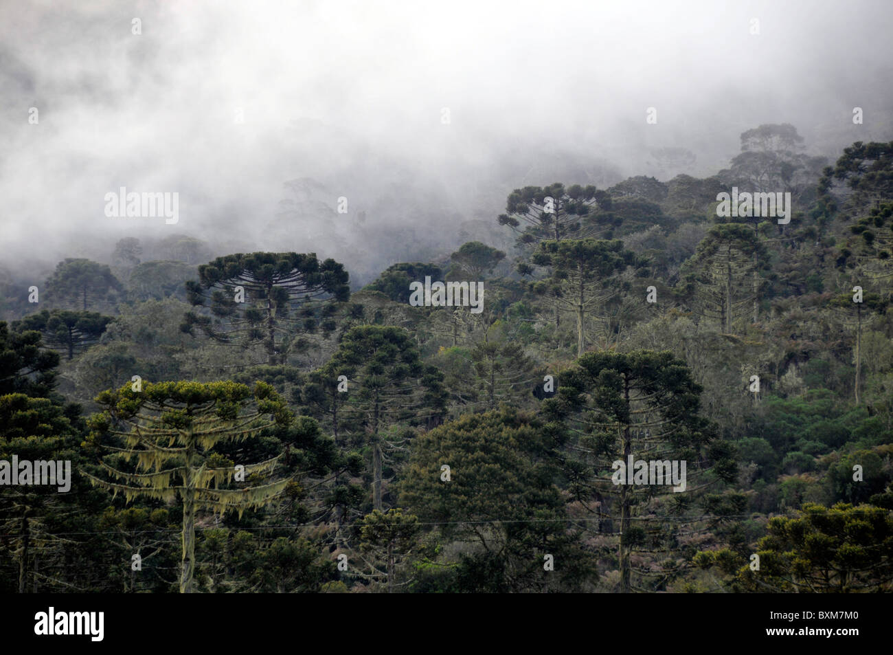 Forest of Parana pines or candelabra trees, Araucaria angustifolia, and ...