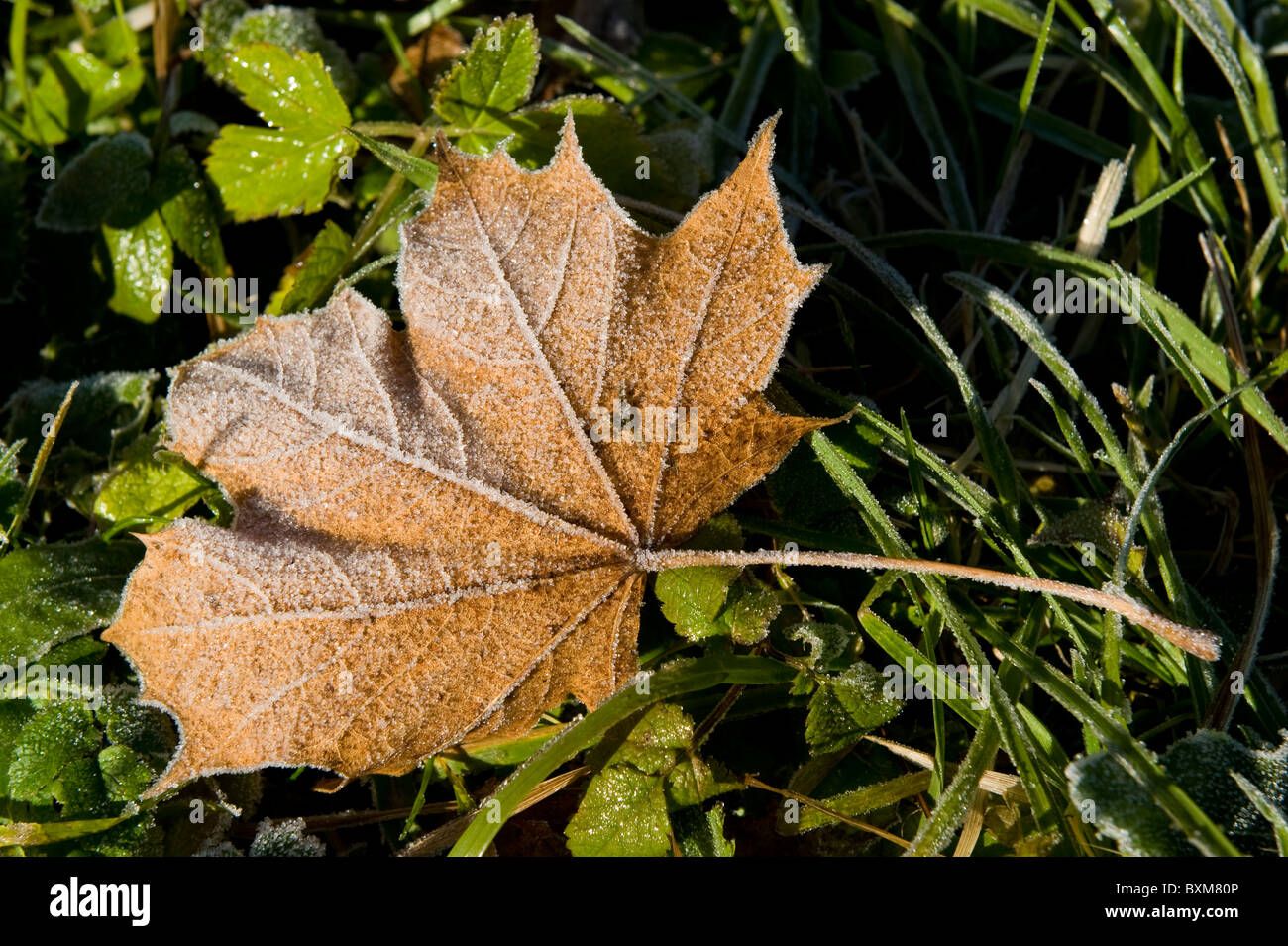 Frosted fall leaf hi-res stock photography and images - Alamy