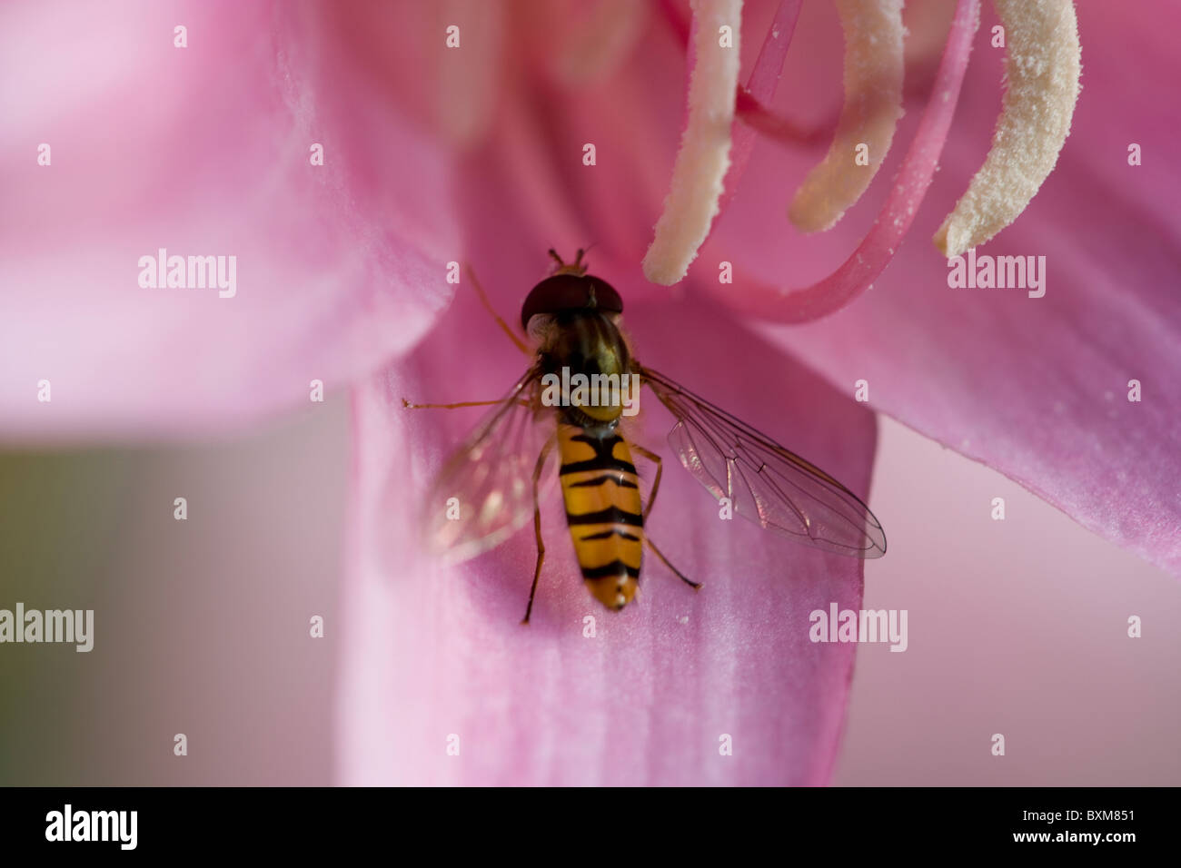 Insect pollinating a lily flower Stock Photo - Alamy