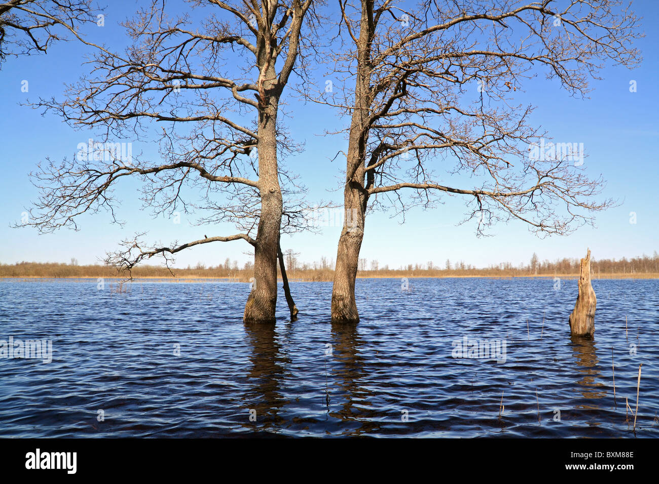 two oaks in water Stock Photo - Alamy