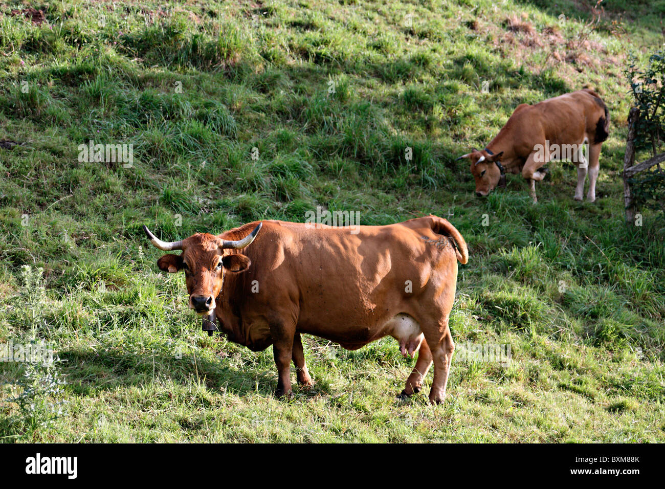 Native cattle hi-res stock photography and images - Alamy