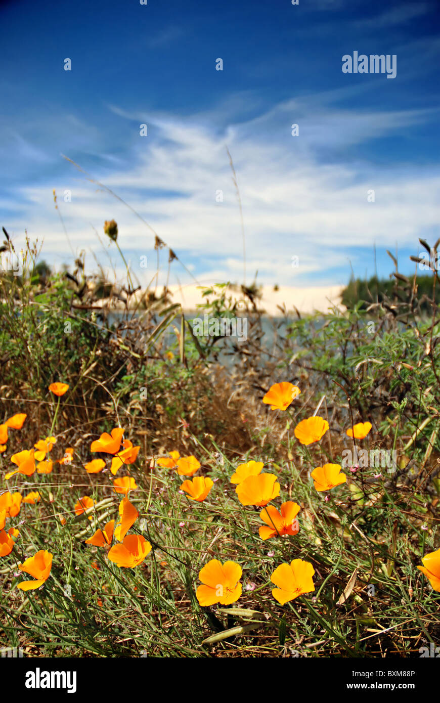 California poppies growing in front of Oregon Sand Dunes National ...
