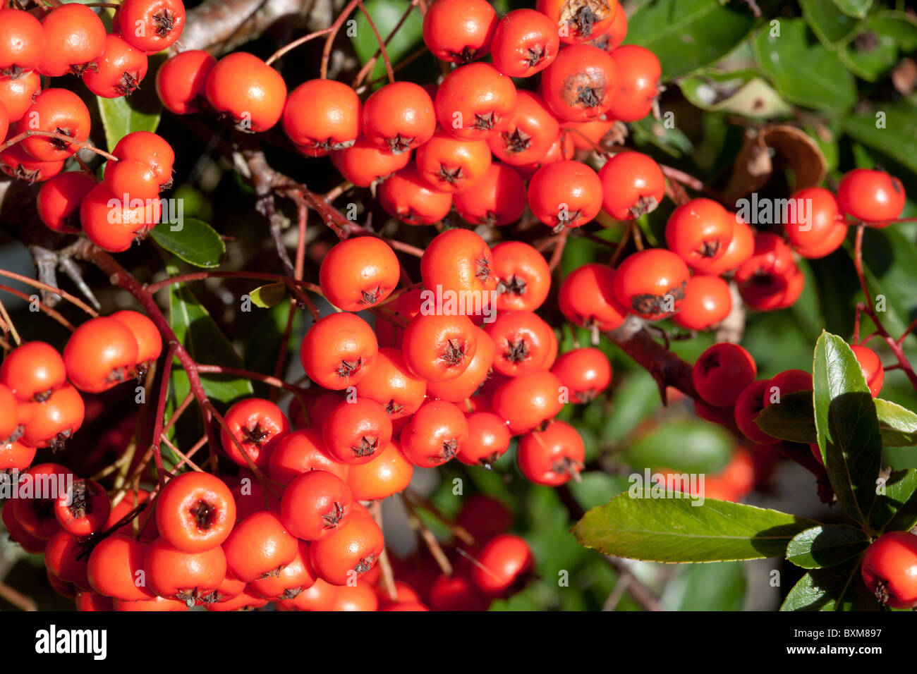 Pyrocanthus hi-res stock photography and images - Alamy