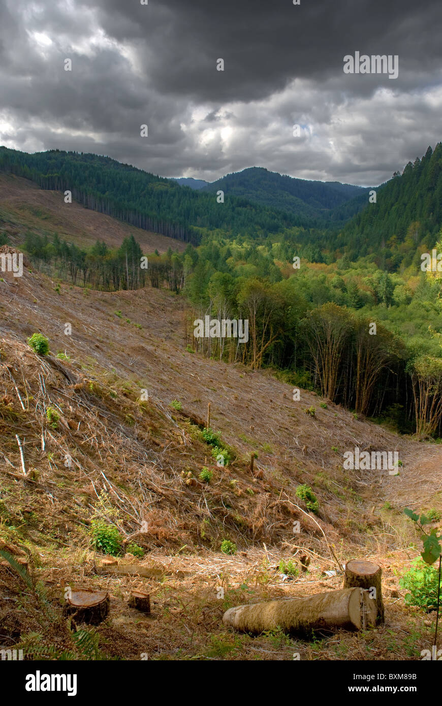 Clear cut logging operations in stormy Oregon mountain valley Stock ...