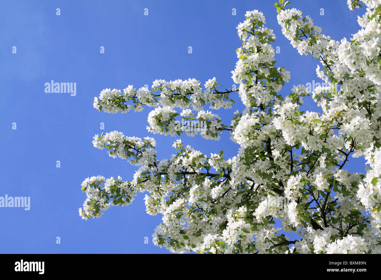 Aple trees hi-res stock photography and images - Alamy