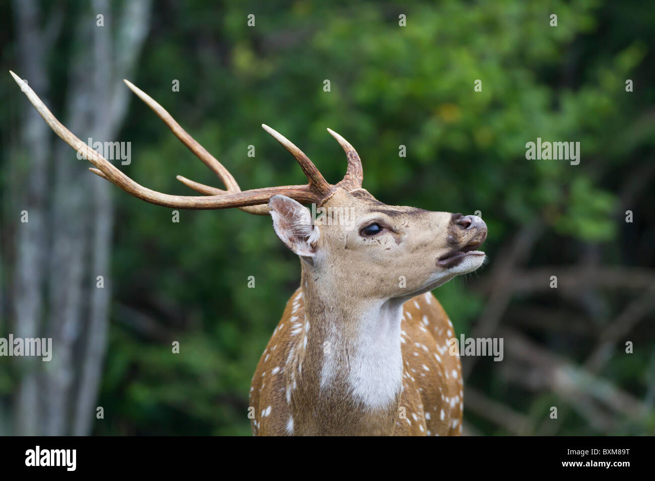 Flared nostrils hi-res stock photography and images - Alamy
