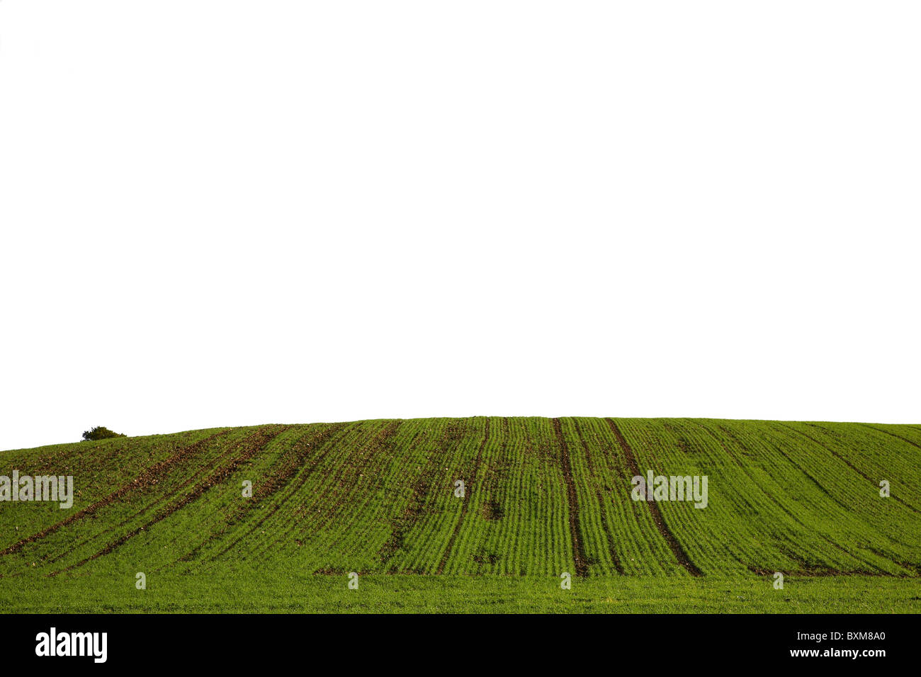 Hilly green green winter field with tracks isolated on white Stock ...