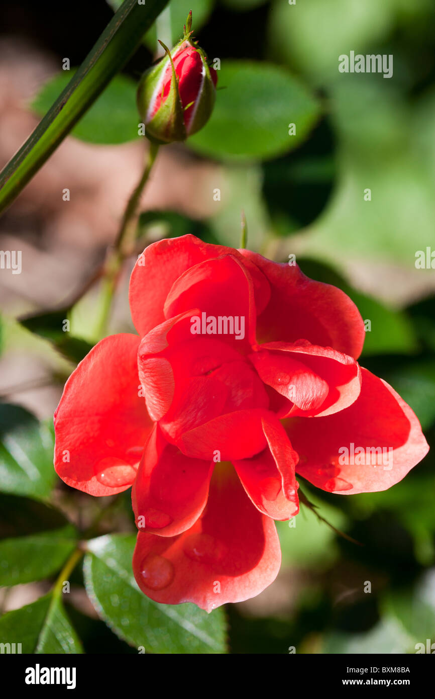 Small red rose Stock Photo - Alamy