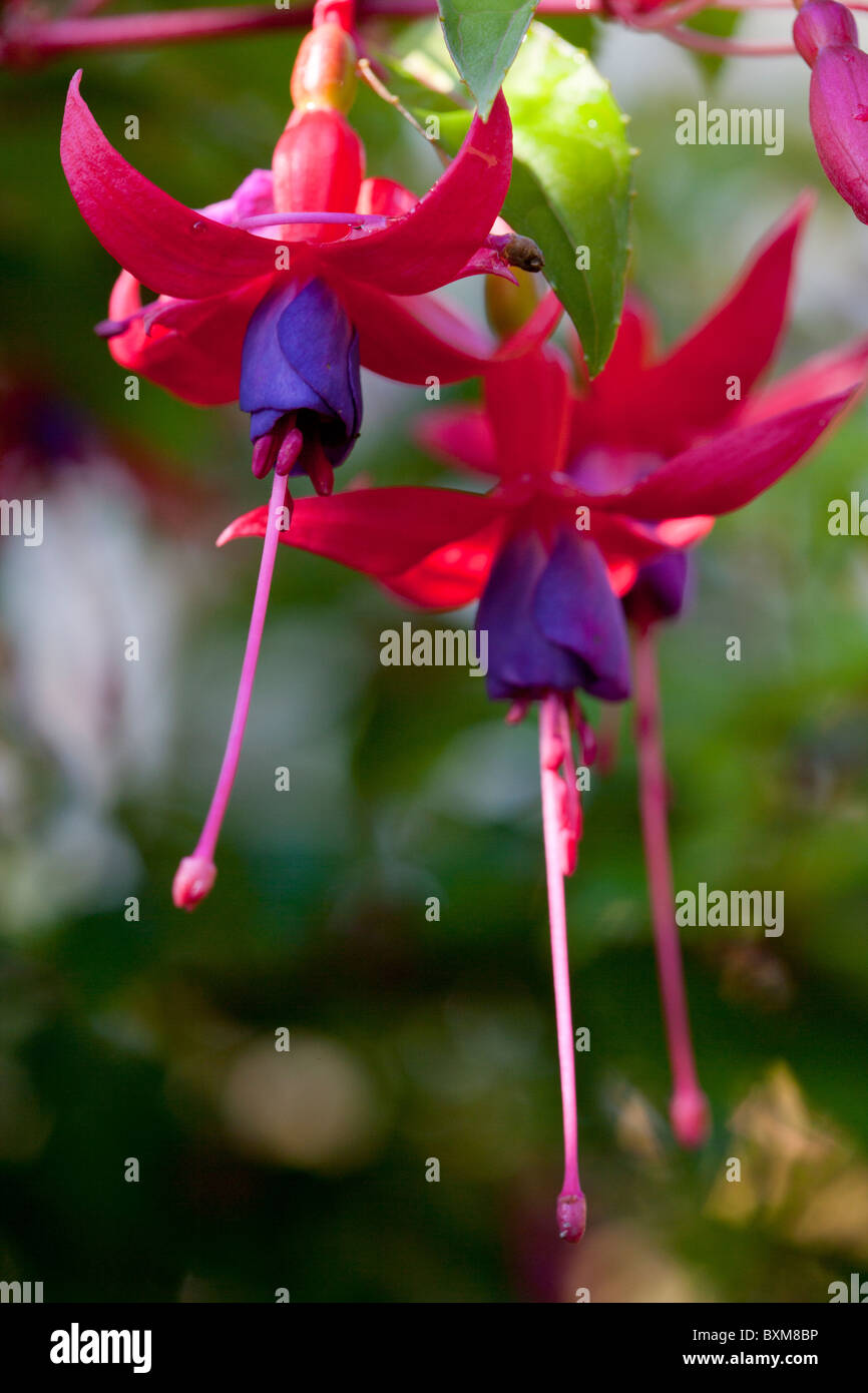Fuchsia pinkish purple flowers Stock Photo - Alamy