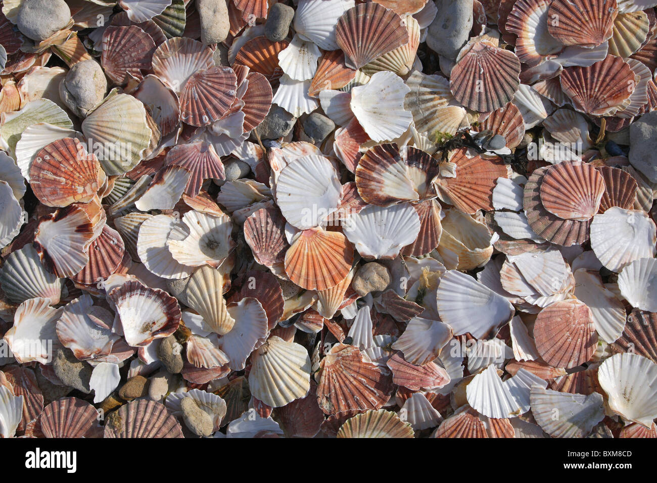 Washed up sea shells on the beach in Normandy, France Stock Photo - Alamy