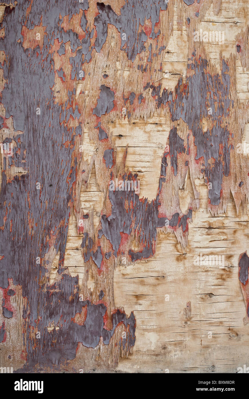 Gritty wood texture hi-res stock photography and images - Alamy