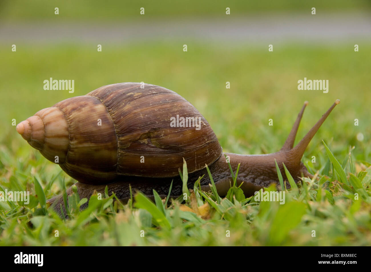 Tentacles of snail hi-res stock photography and images - Alamy