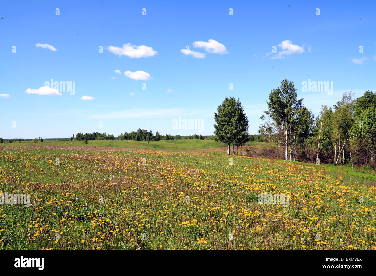 copse on field Stock Photo - Alamy