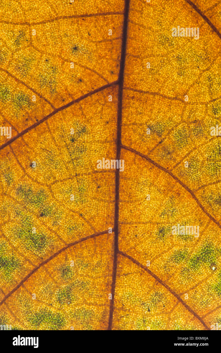 Plane tree leaf hi-res stock photography and images - Alamy