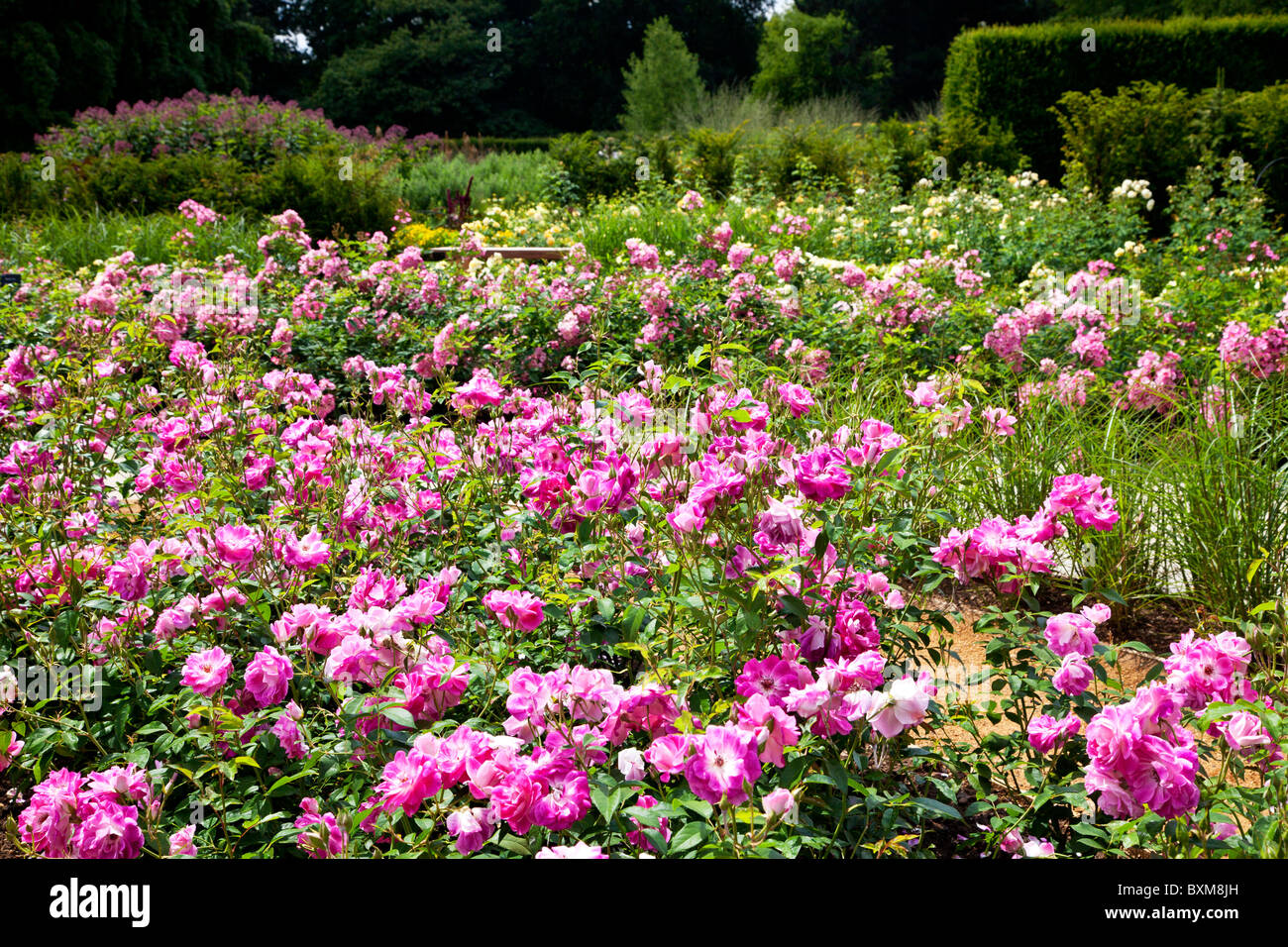 Brilliant pink iceberg hi-res stock photography and images - Alamy