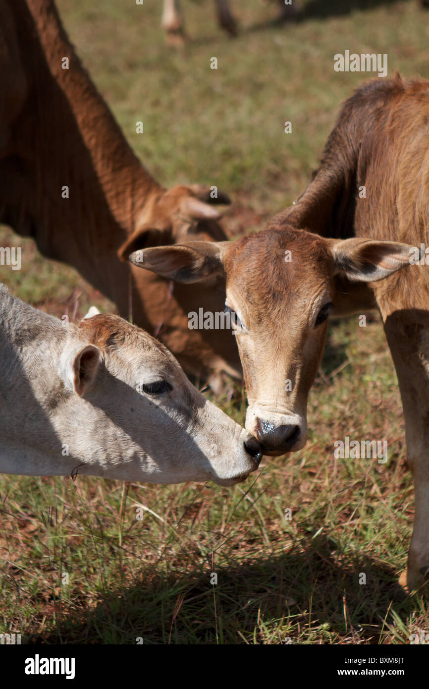 Kissing cow hi-res stock photography and images - Alamy