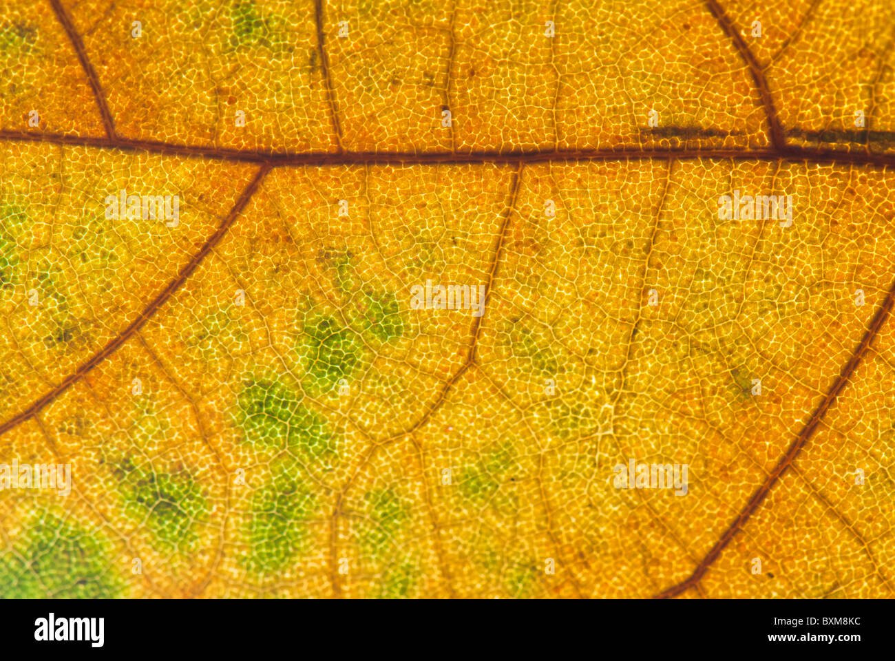 Close-up shot (macro) of an autumn Plane Tree leaf Stock Photo - Alamy