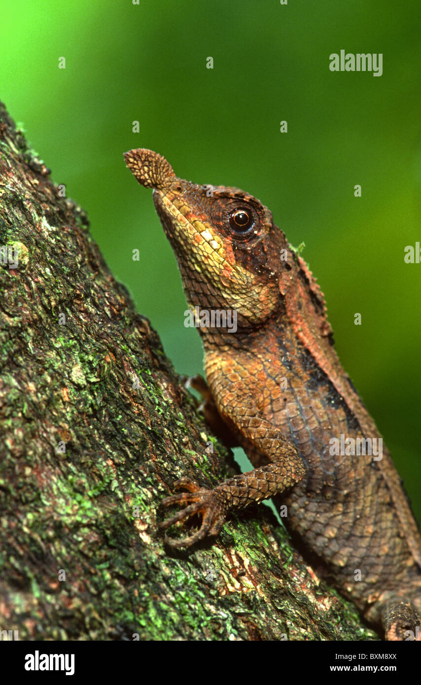 Tennent’s leaf-nosed lizard, Ceratophora tennentii, Hill Country, Sri ...