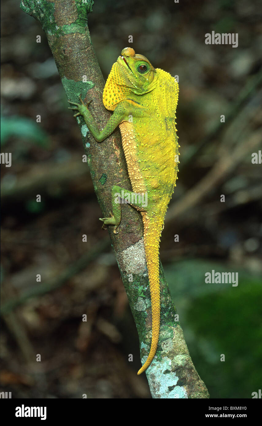 Hump-nosed lizard, Lyriocephalus scytale, Hill Country, Sri Lanka Stock ...