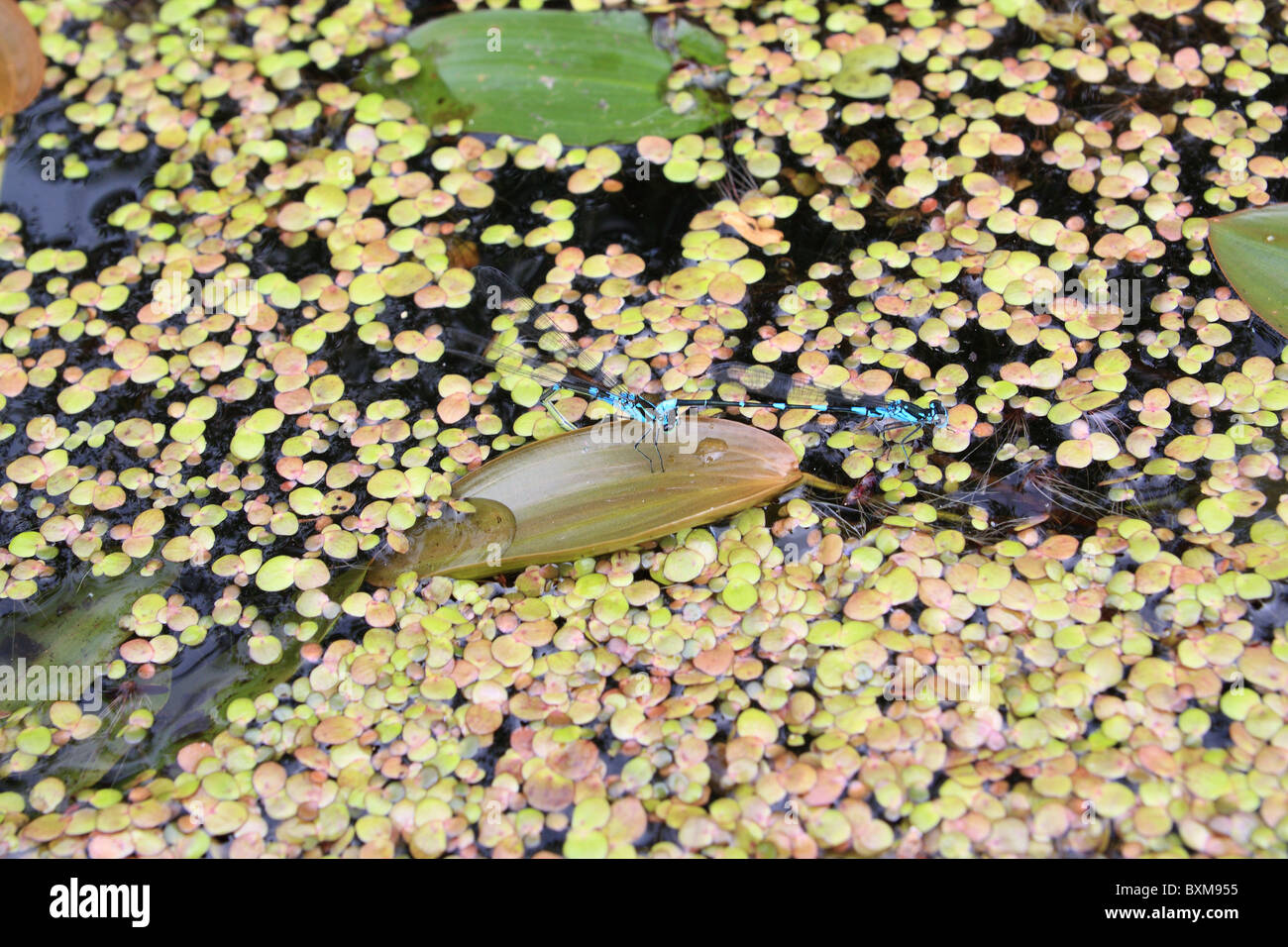 Dragonflies dragonflies dragonflies dragonflies flower hi-res stock ...
