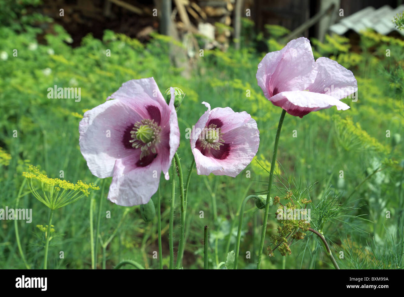 Mature poppy hi-res stock photography and images - Alamy