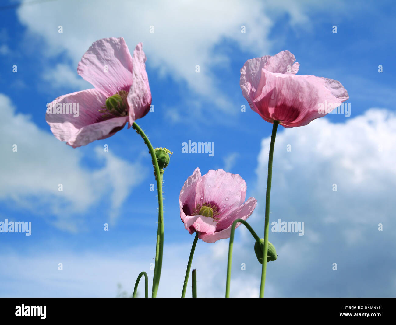 Mature poppy hi-res stock photography and images - Alamy