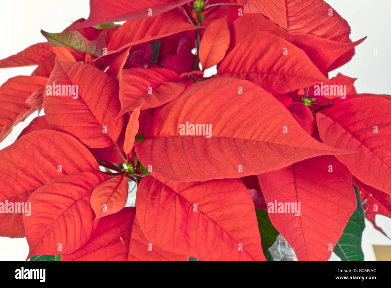 Noche buena flower hi-res stock photography and images - Alamy