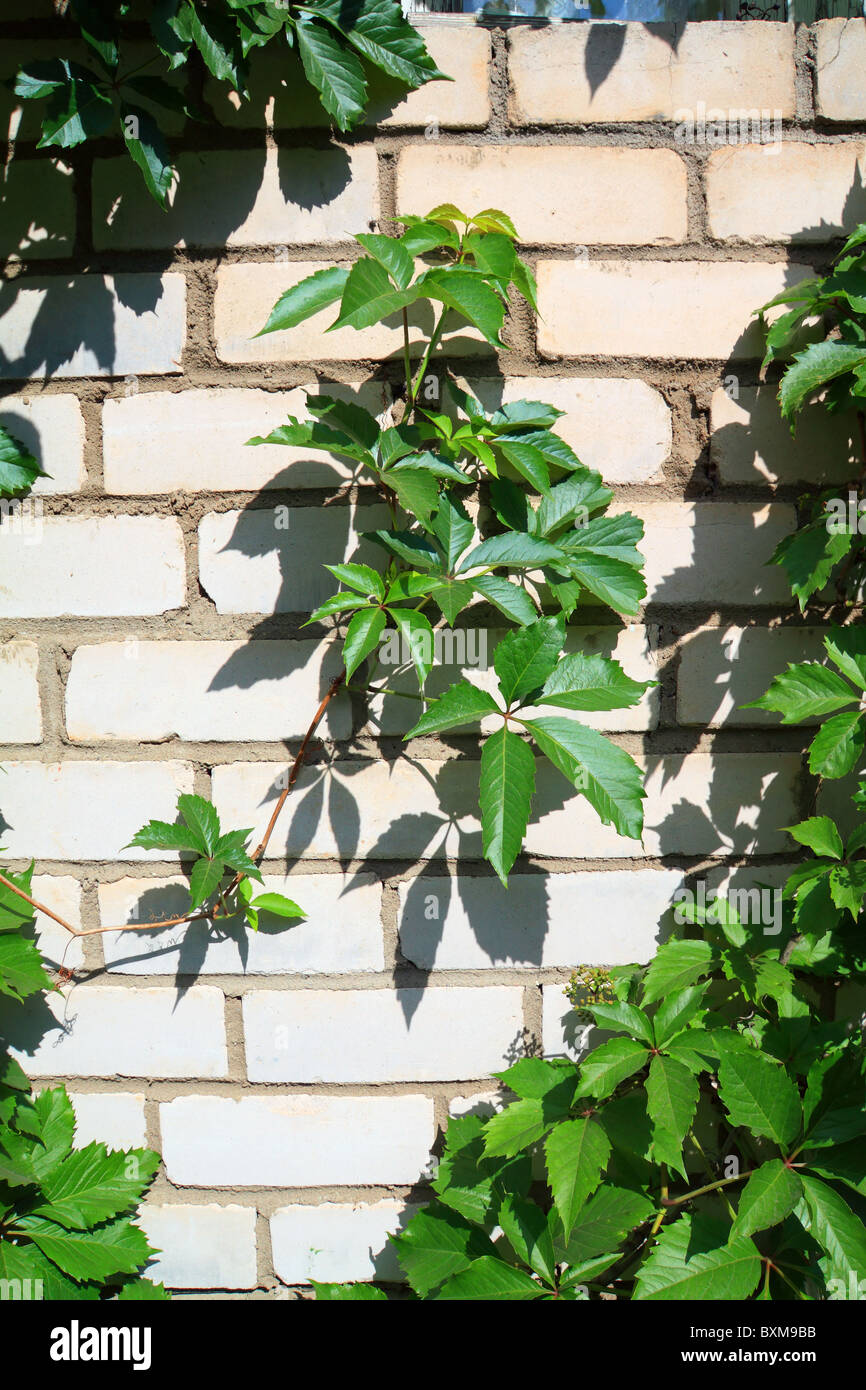 wild grape on brick wall Stock Photo - Alamy