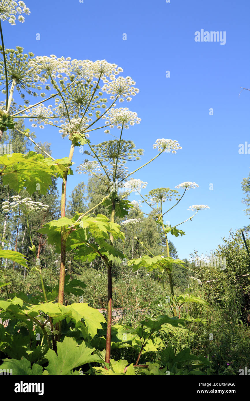 Hogweed stalk hi-res stock photography and images - Alamy