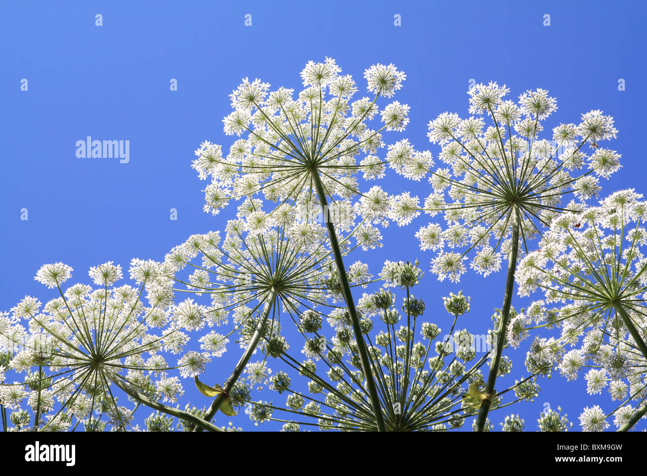 Hogweed flowering head hi-res stock photography and images - Alamy