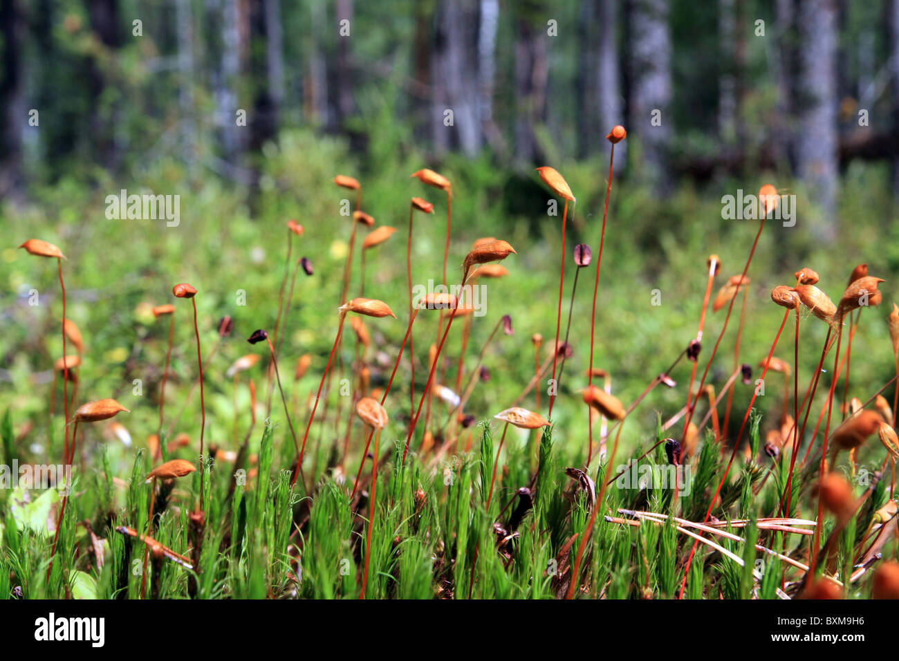 Peat moss flower hi-res stock photography and images - Alamy