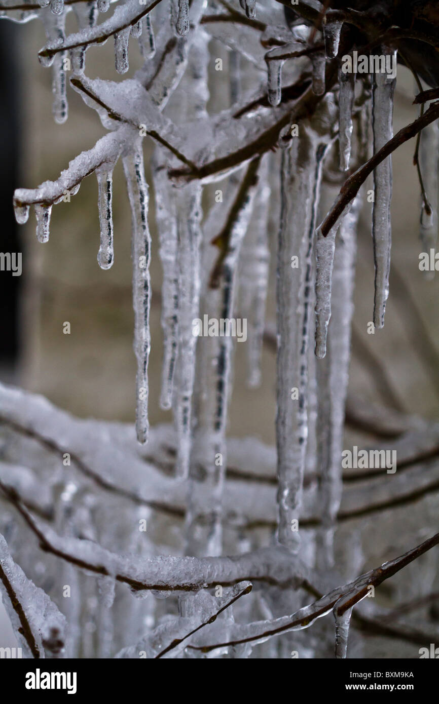 Winter in the forest, icicles form on tree branches Stock Photo - Alamy