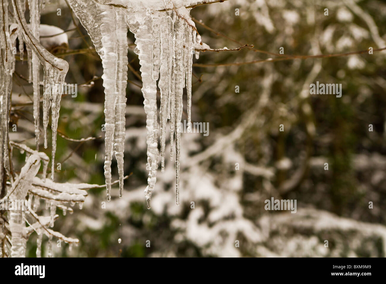 Winter in the forest, icicles form on tree branches Stock Photo - Alamy