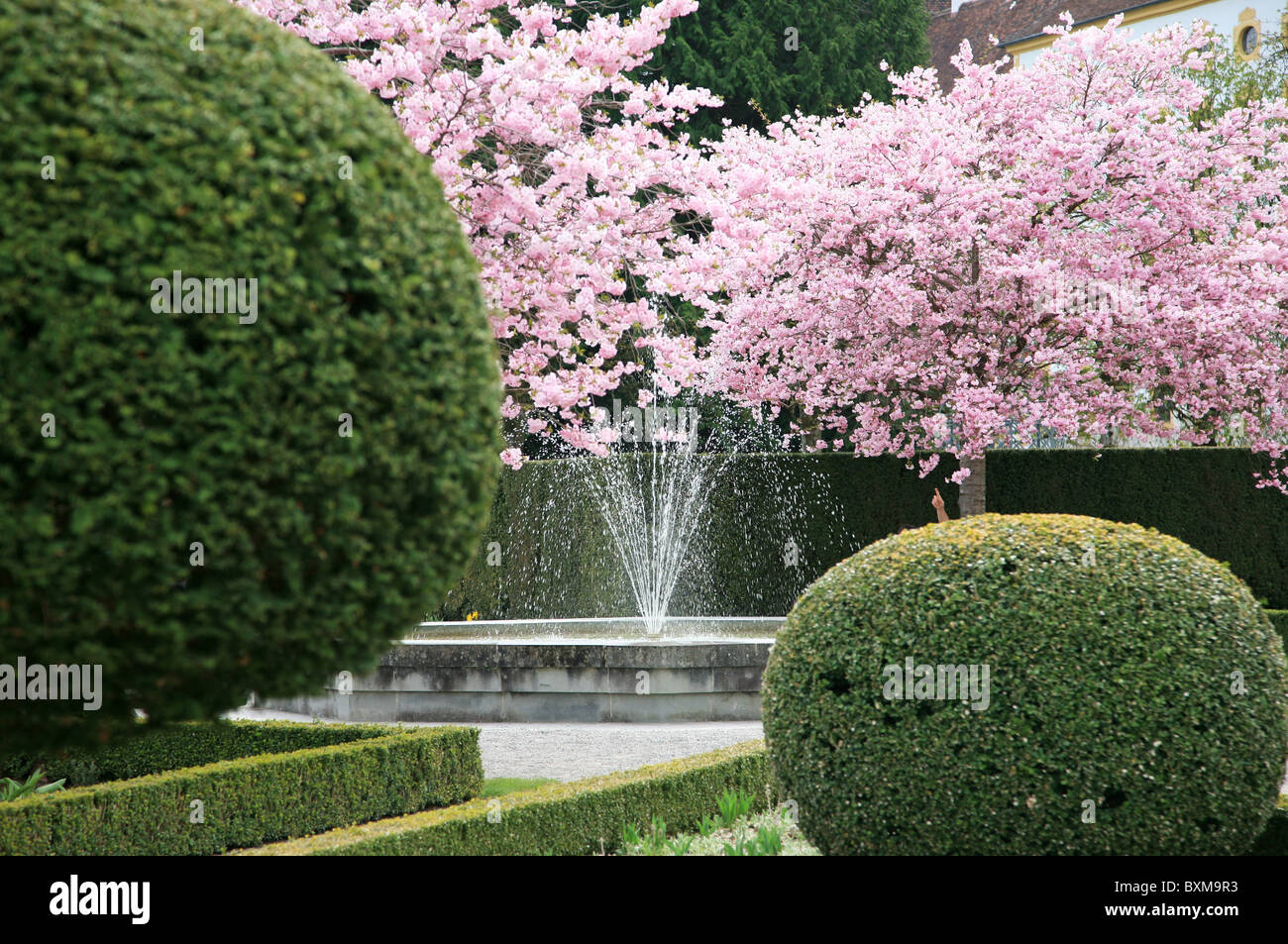 Park with cherry blossom trees Stock Photo - Alamy