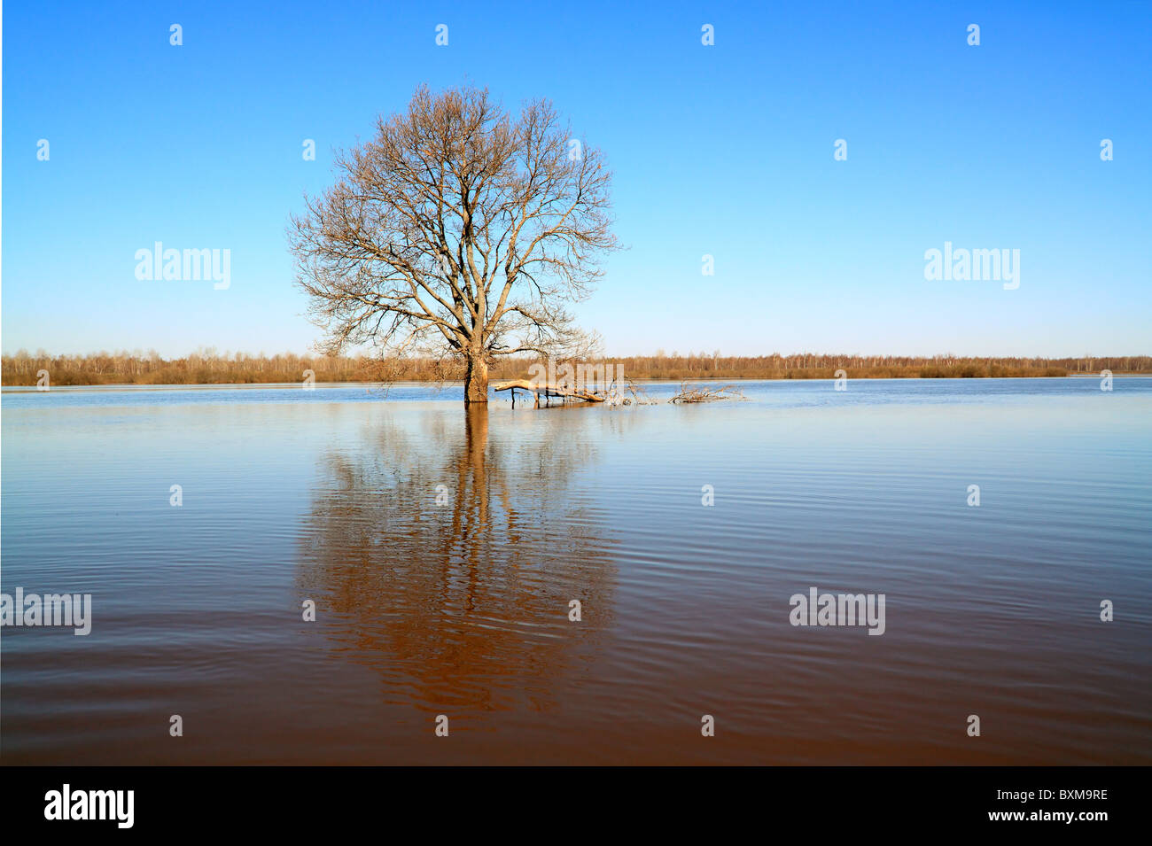 oak in water Stock Photo - Alamy