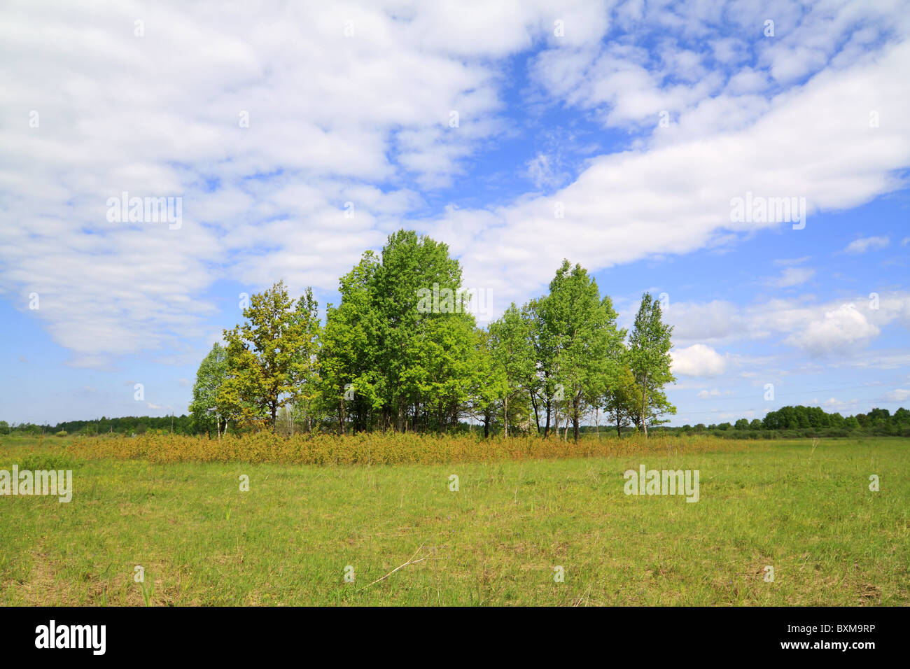 Oak coppice forest hi-res stock photography and images - Alamy