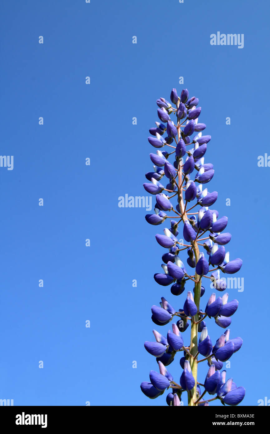 Blue lupine closeup hi-res stock photography and images - Alamy