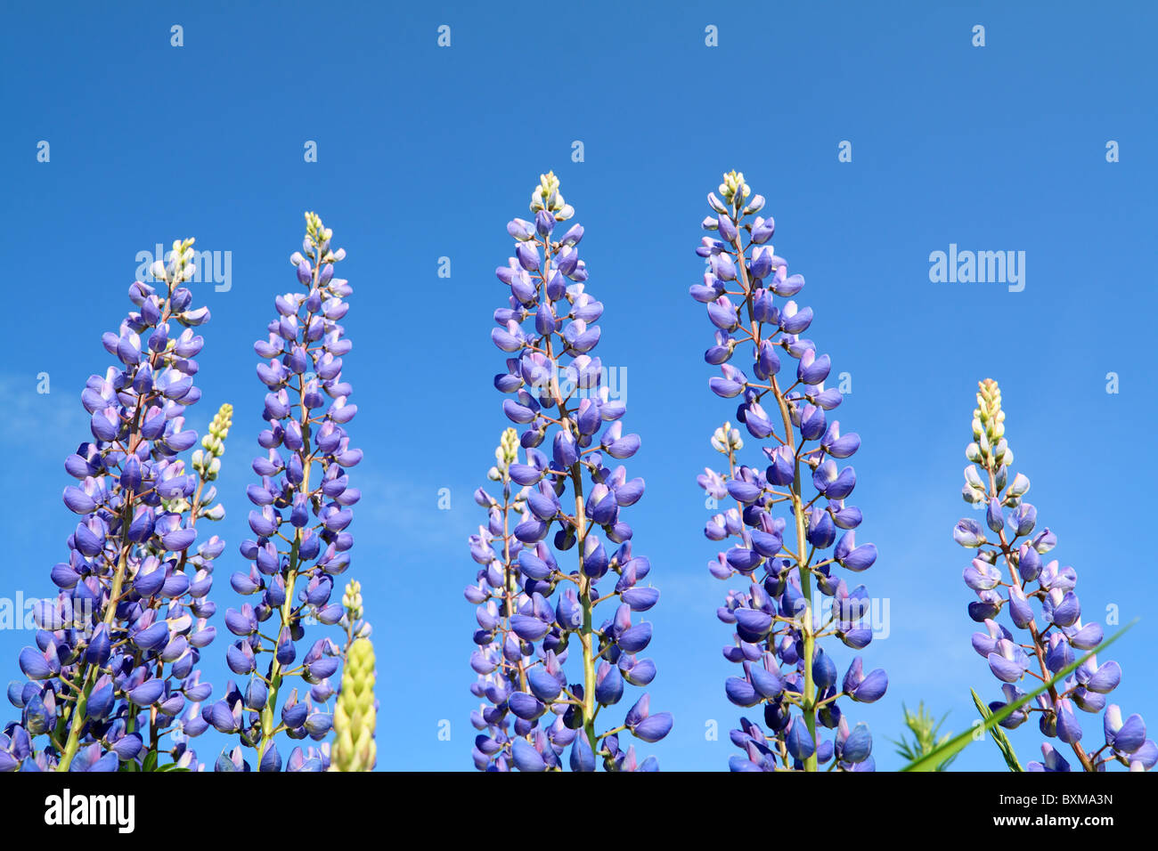 Blue lupinus flower isolated hi-res stock photography and images - Alamy