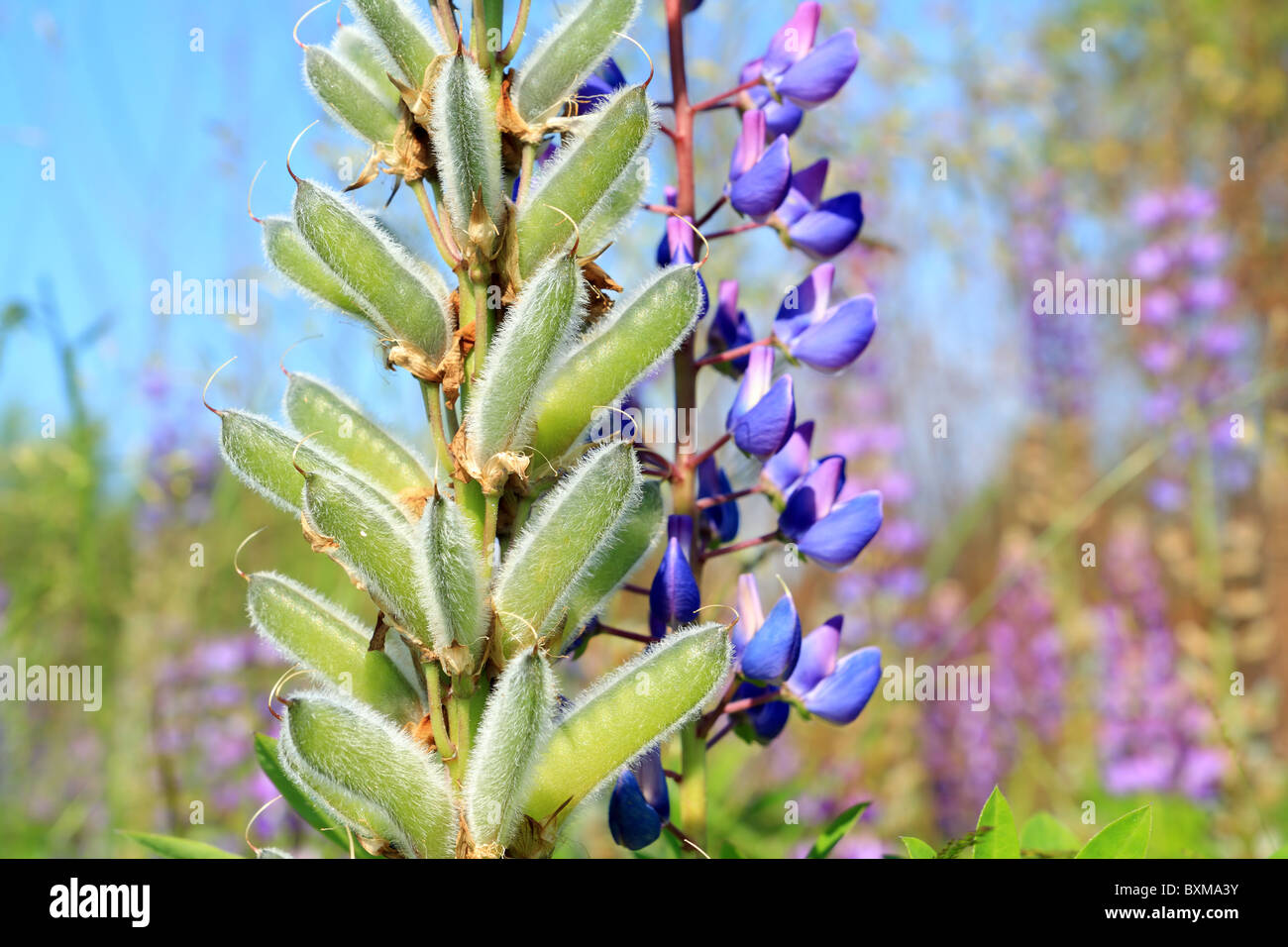 Lupine pod hi-res stock photography and images - Alamy