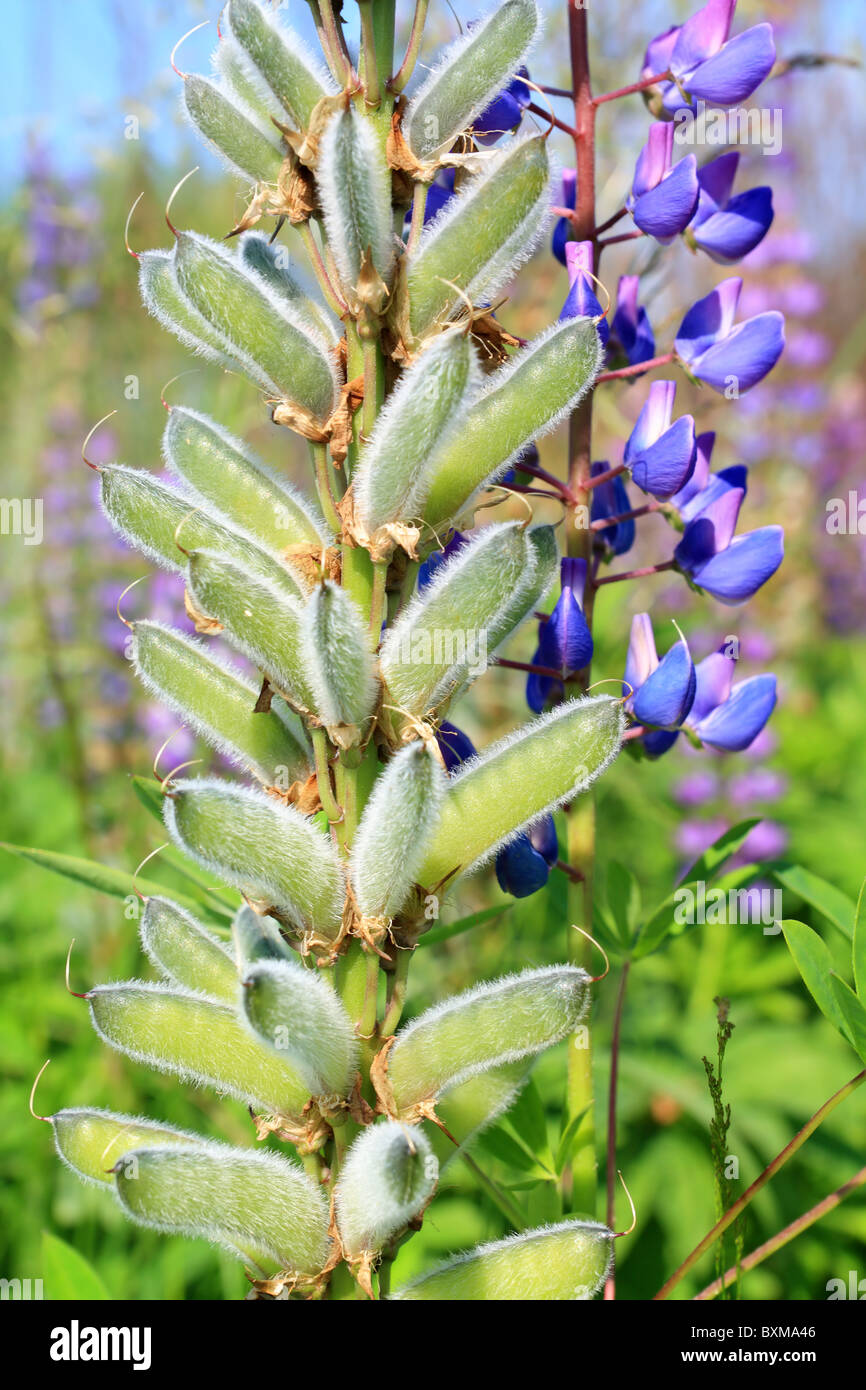 Lupine pod hi-res stock photography and images - Alamy