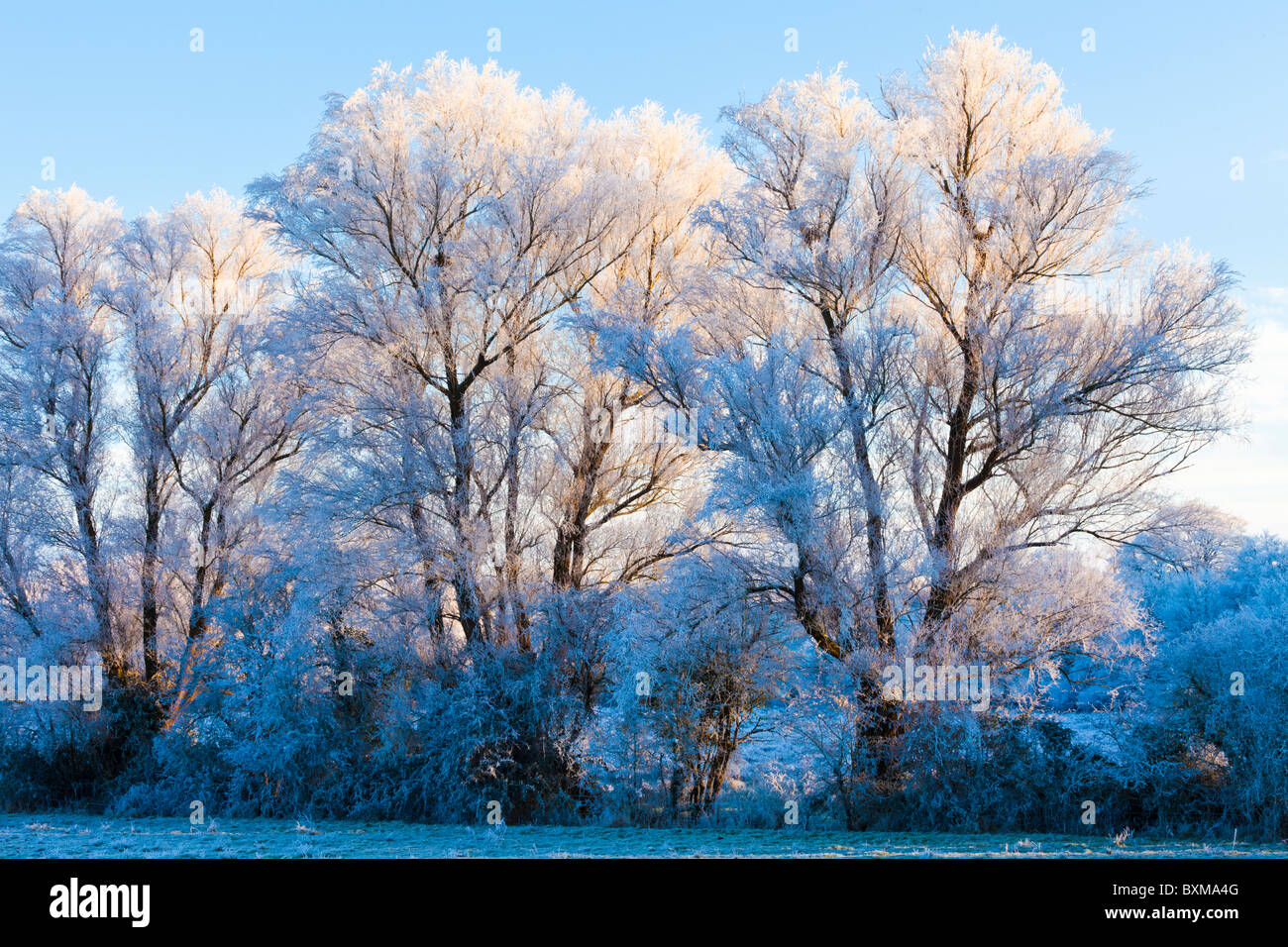 The sun setting on hoar frost on willow trees in the Coln Valley near ...