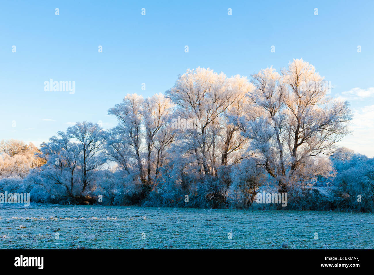 The sun setting on hoar frost on pollarded willow trees in the Coln ...