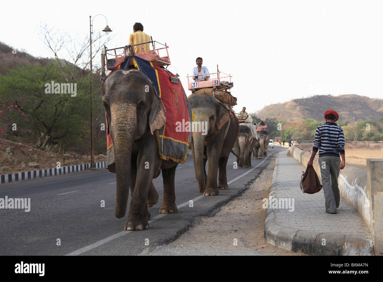 Elephants, Jaipur, Rajasthan, India Stock Photo - Alamy