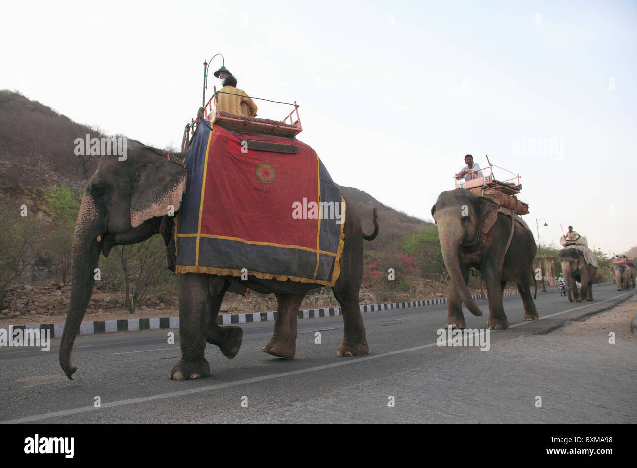 Elephants Jaipur Rajasthan India elephant indian Stock Photo - Alamy