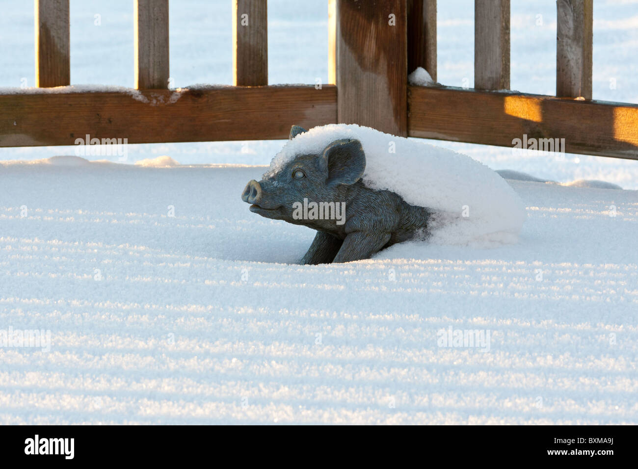 Pig uk winter hi-res stock photography and images - Alamy