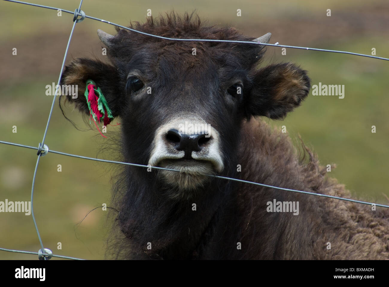 Yak calf hi-res stock photography and images - Alamy