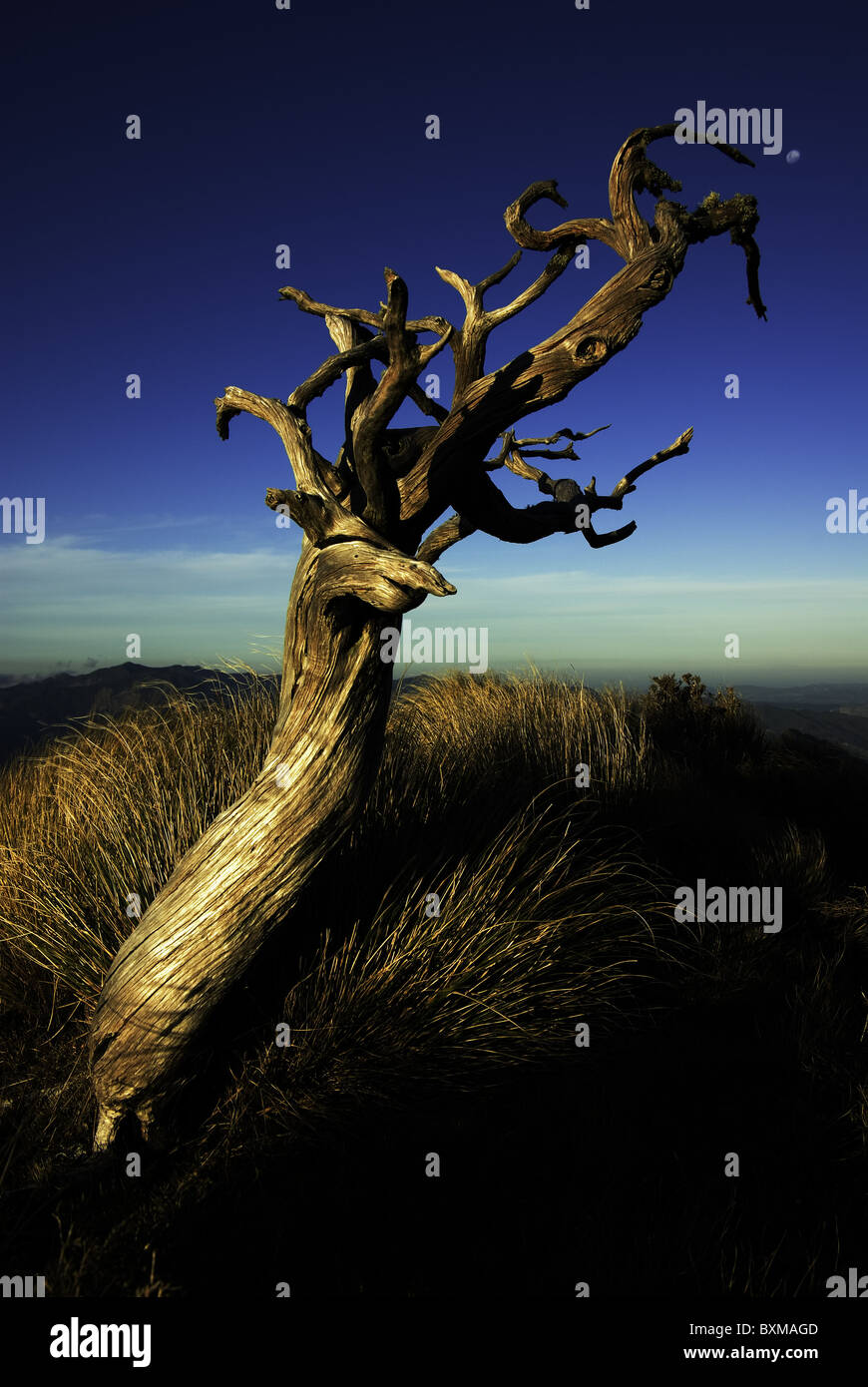 Hikurangi maori hi-res stock photography and images - Alamy