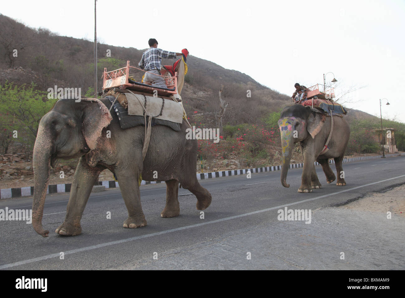 Elephants, Jaipur, Rajasthan, India Stock Photo - Alamy