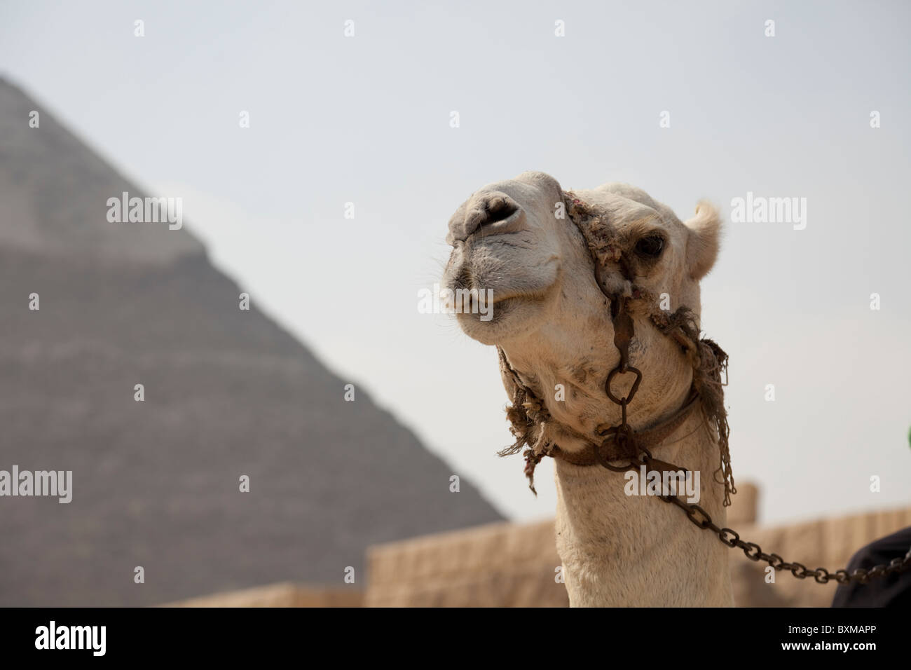 Closer look of camel's head in Egypt Stock Photo - Alamy